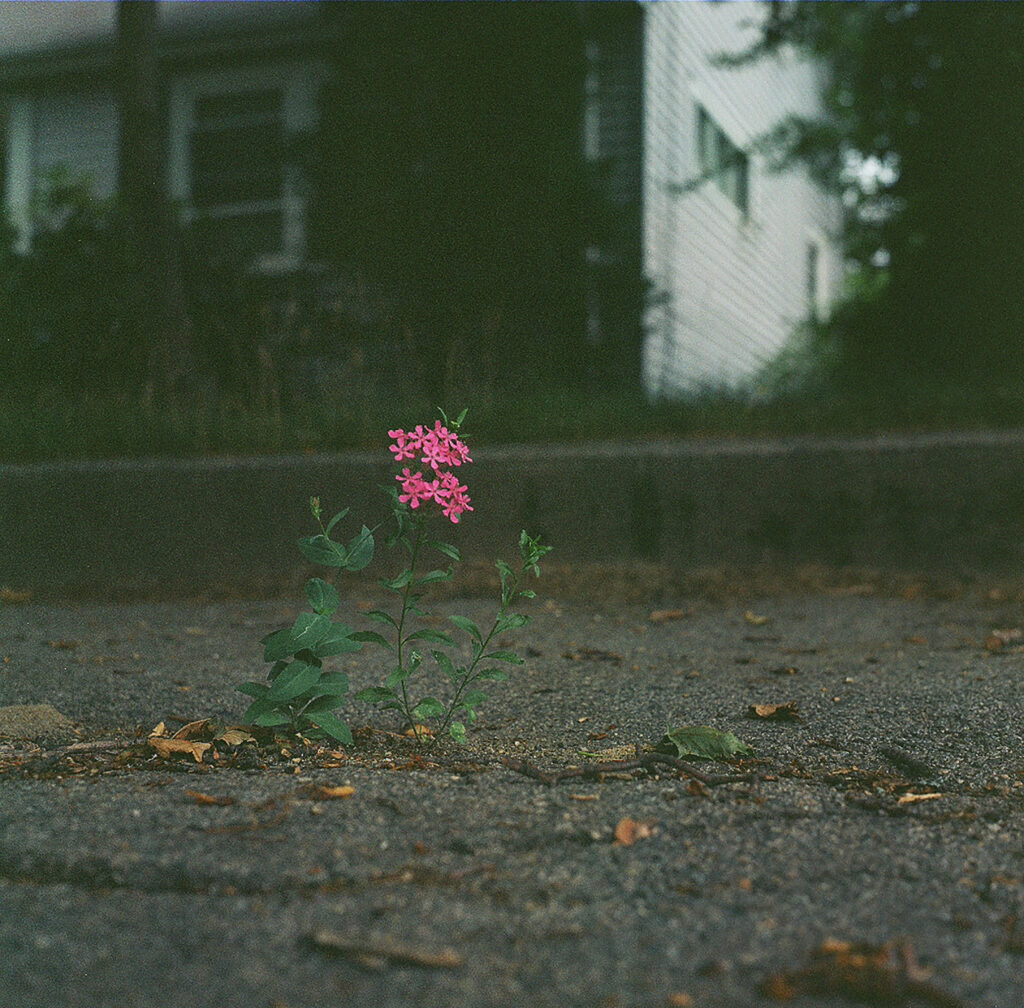 Sage Brousseau: Persistence of Nature, No. 1 - Photographic Resource Center